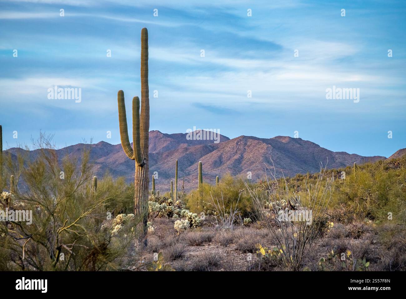 Explore the scenic beauty of the Tucson Mountain Park at dusk, where ...