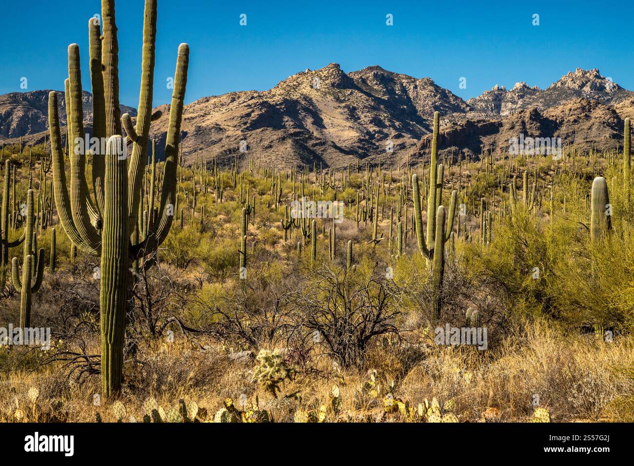 Explore the breathtaking beauty of Bear Canyon in Arizona, where ...