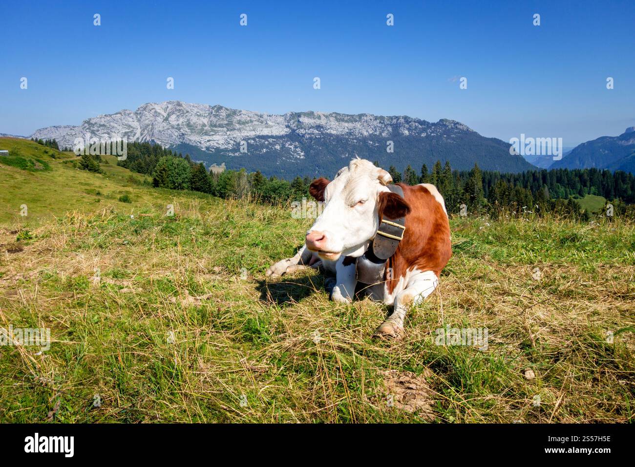 Cows in a mountain field. La Clusaz, Haute-savoie, France. Cows in a ...