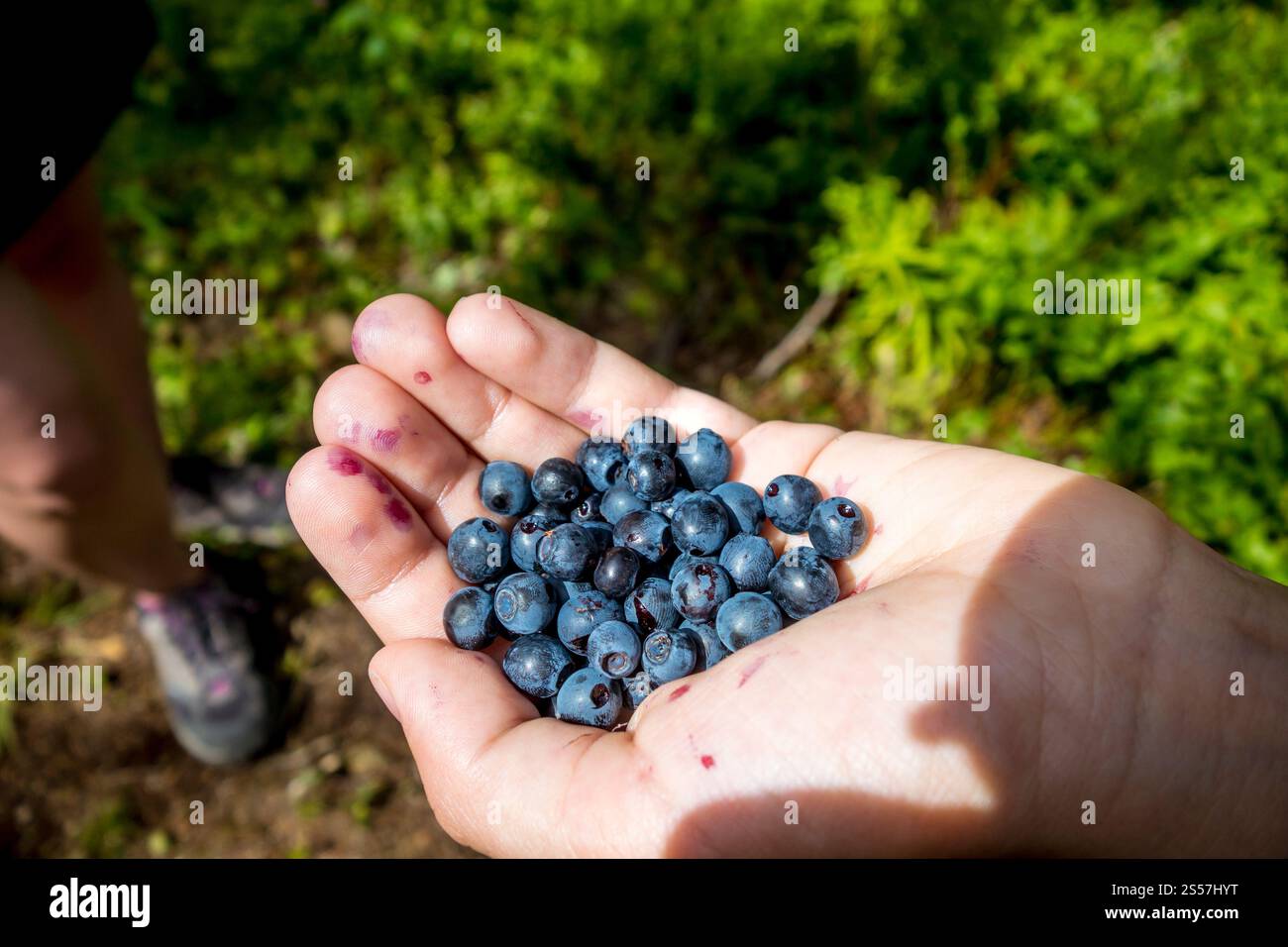 European Blueberry - bilberry - in a hand just after picking. European ...