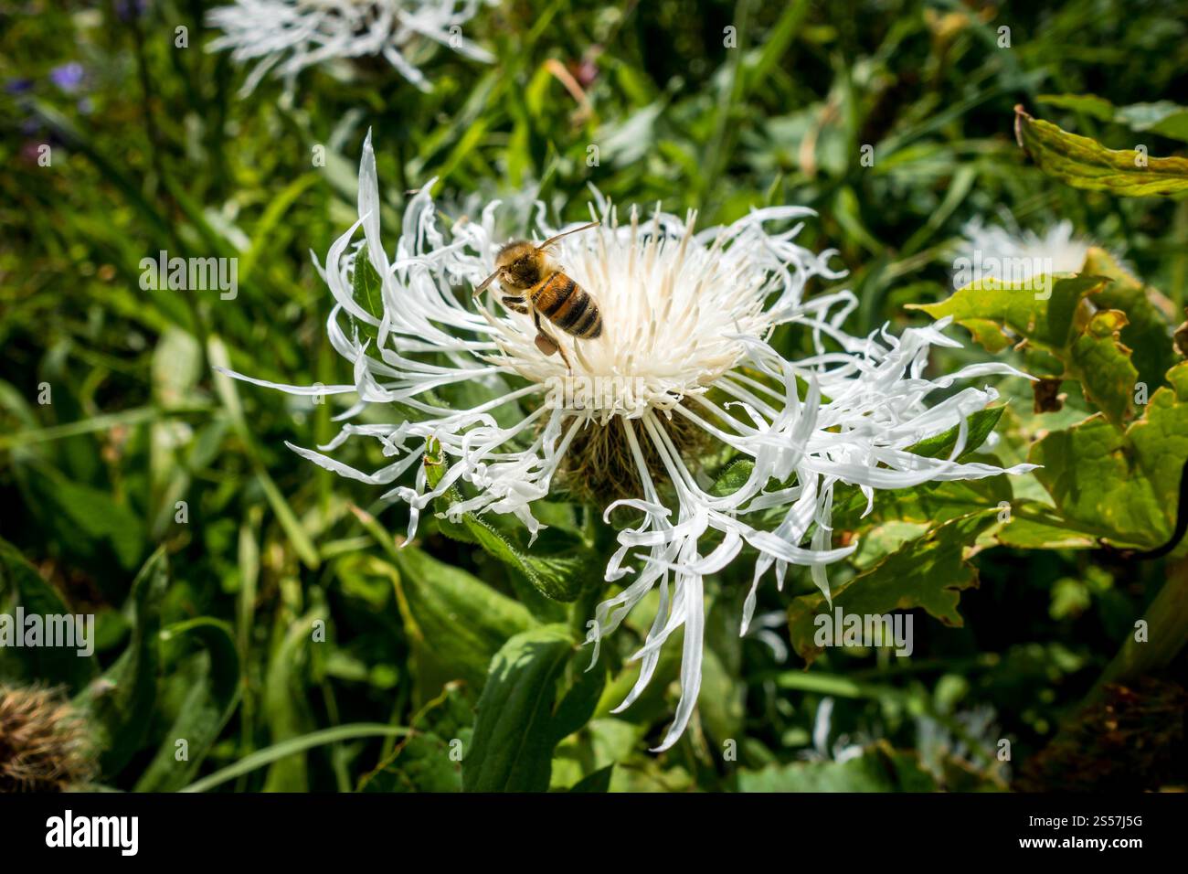 Closeup view of a bee pollinating a white centaurea flower. Closeup ...