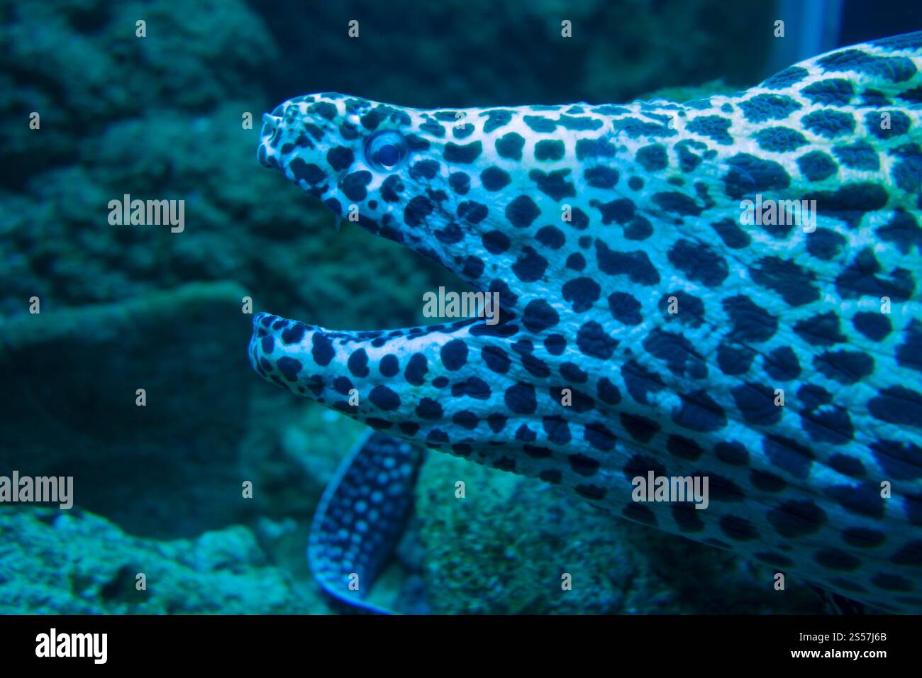 Moray eel in a tropical coral reef. Moray eel in a coral reef Stock ...