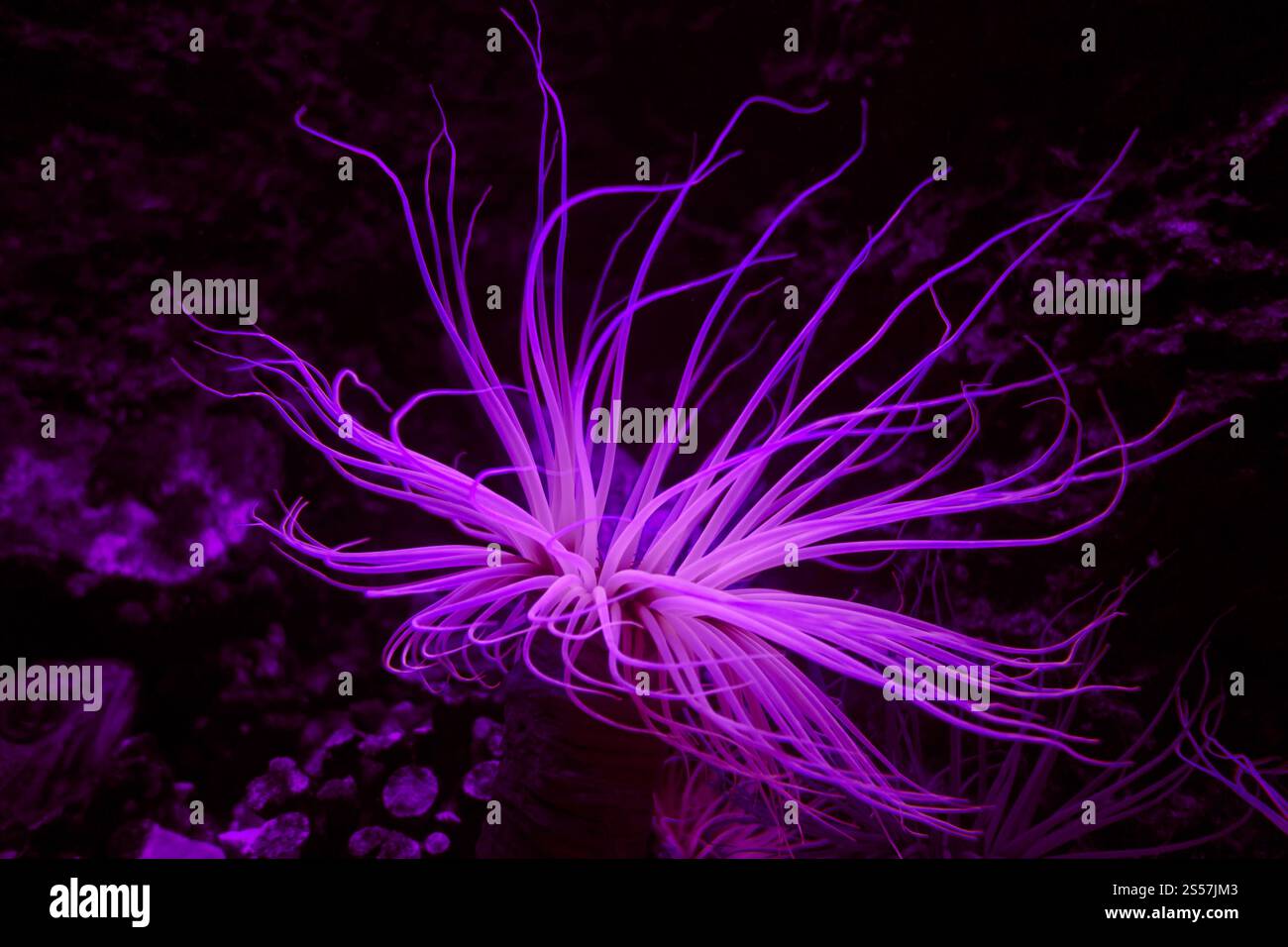 Sea anemone on a tropical coral reef. Sea anemone on a coral reef Stock ...