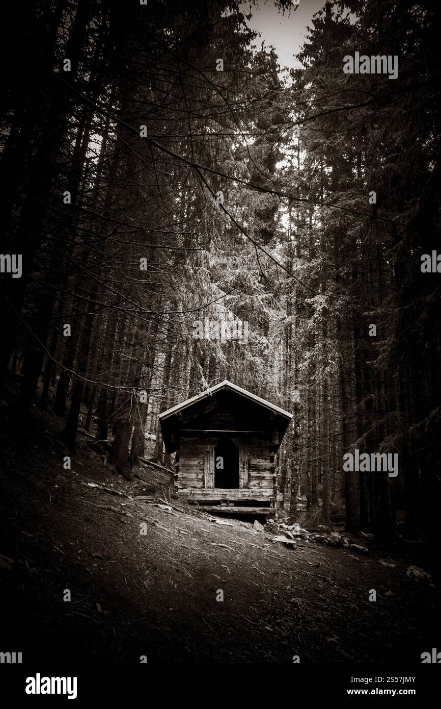 Small abandoned wooden cabin in a deep dark fir forest. Black and white ...