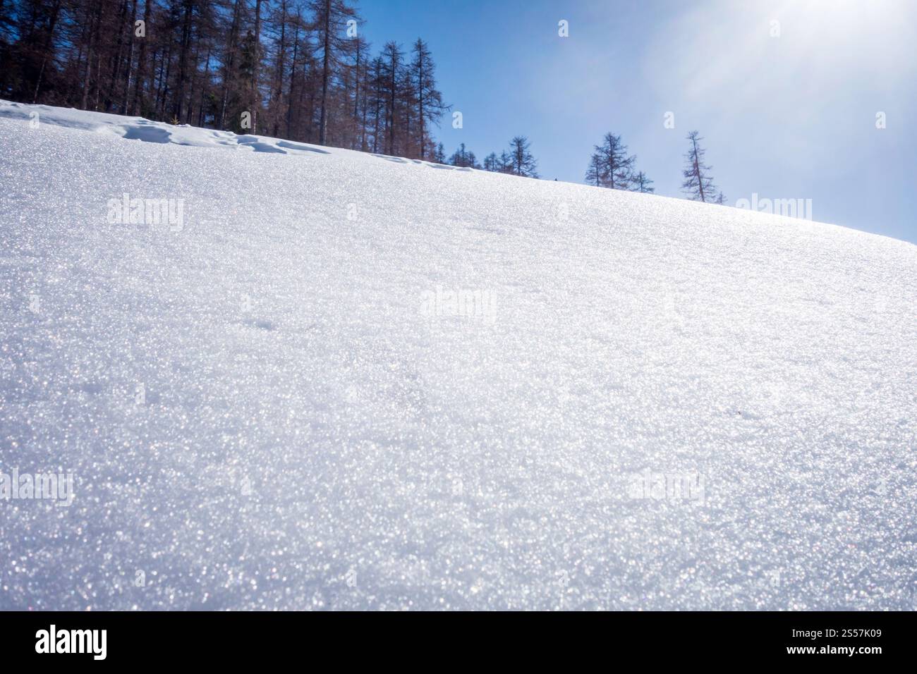 Winter landscape. Snow texture and forest background. Snow texture ...