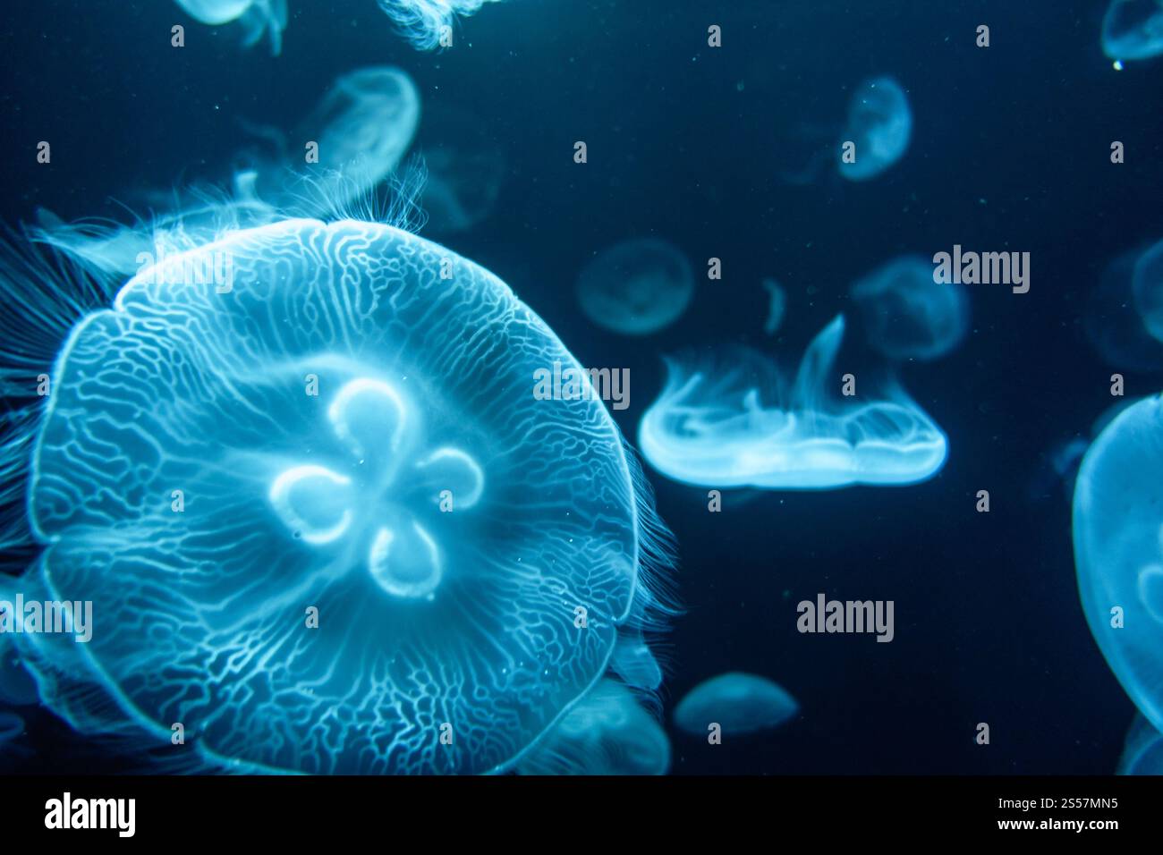 Jellyfish floating in the ocean. Macro view. Jellyfish floating in ...