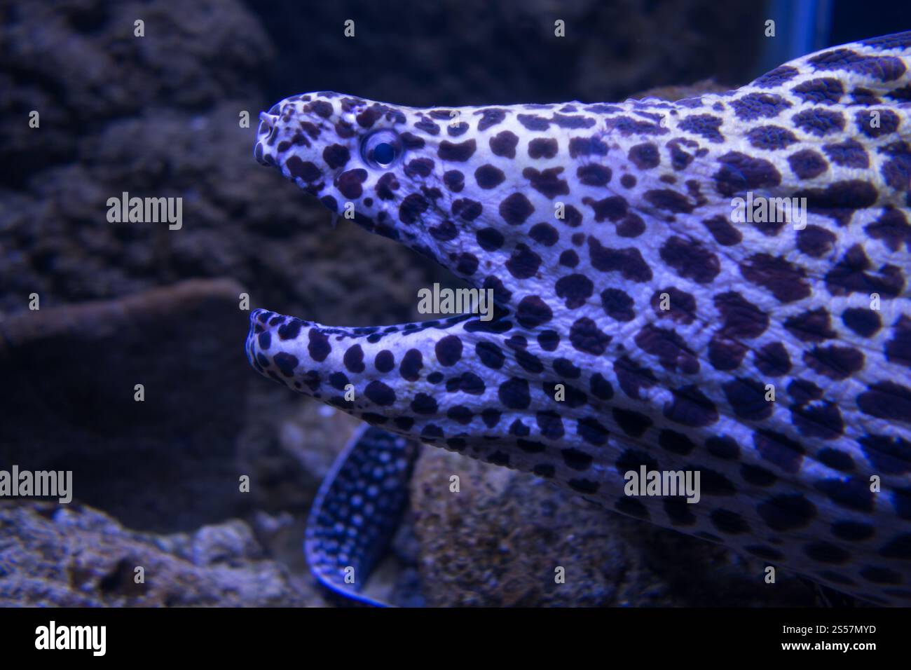 Moray eel in a tropical coral reef. Moray eel in a coral reef Stock ...