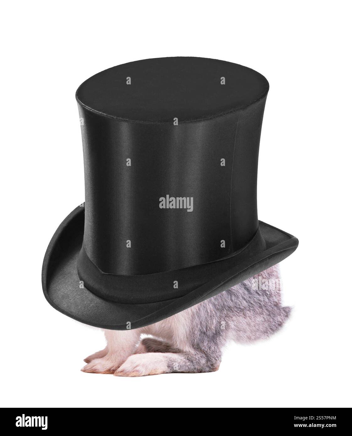 Little bunny in a hat isolated on white background. Little bunny in a ...