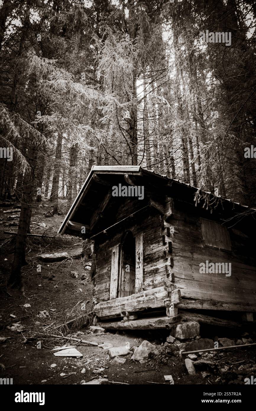 Small abandoned wooden cabin in a deep dark fir forest. Black and white ...