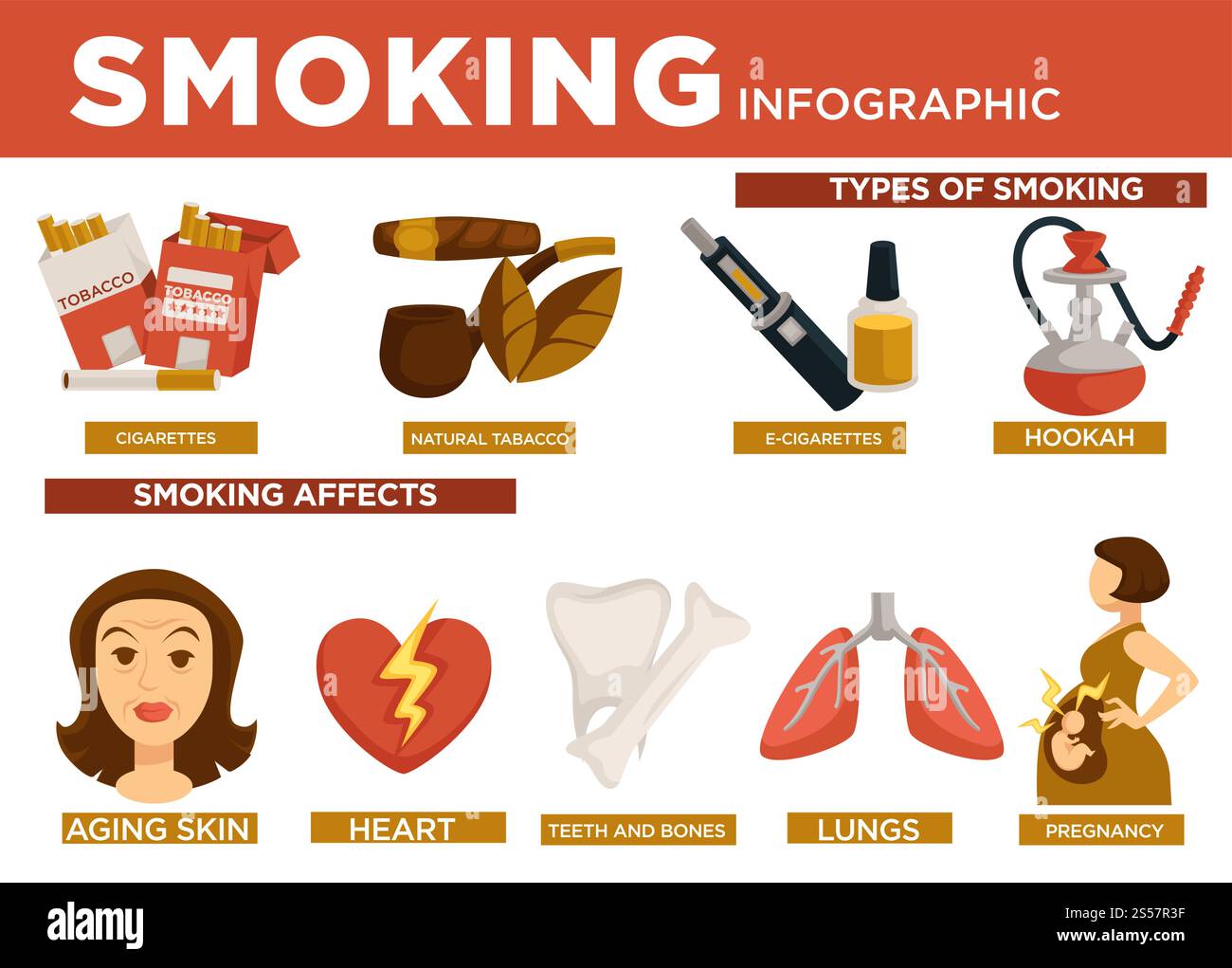 Smoking infographic types and affect on body vector. Cigarettes and ...