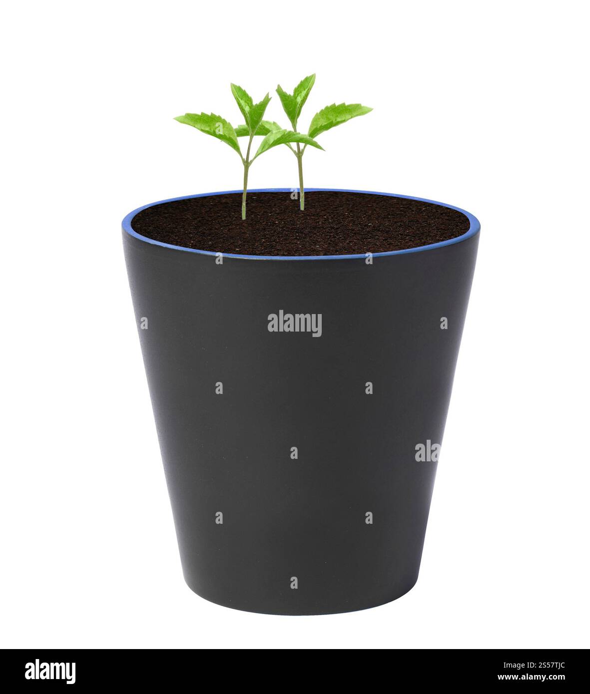 Young plant in pot isolated on white background. Young plant in pot ...