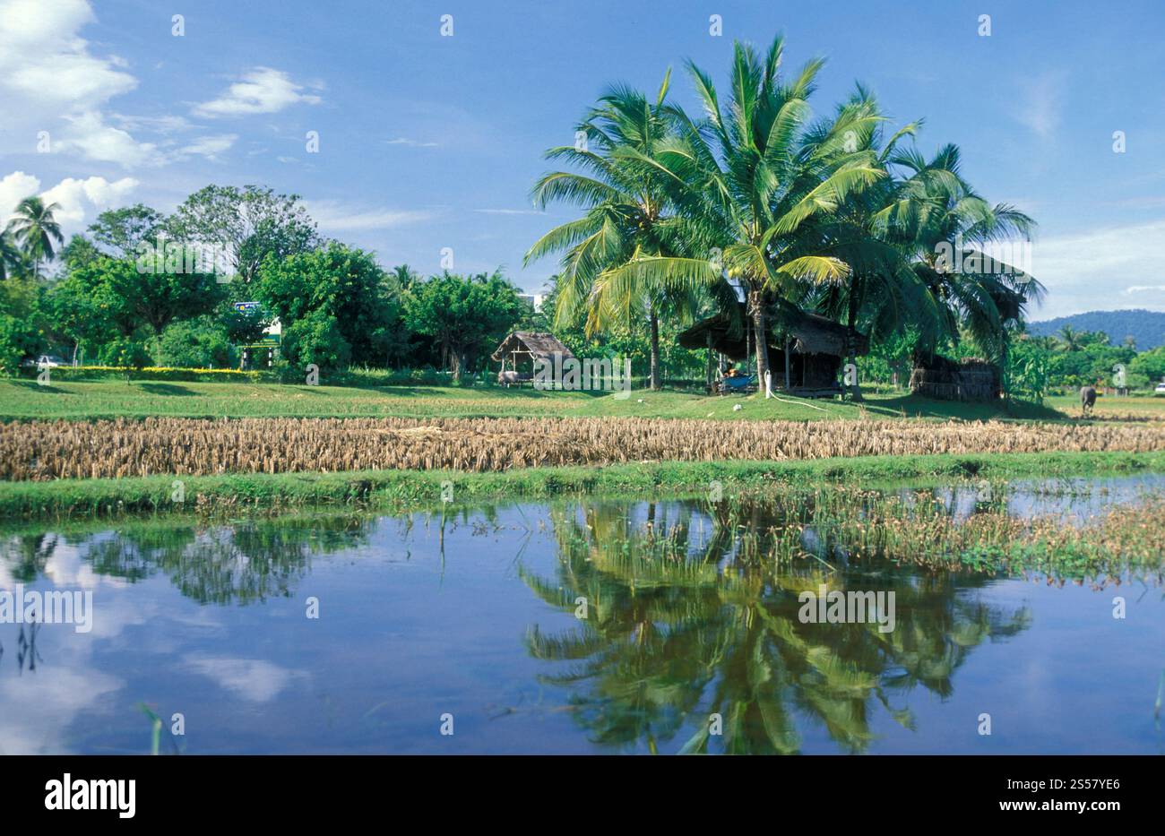 A rice field at the Laman Padi Langkawi Museum at the Town of Kampung ...