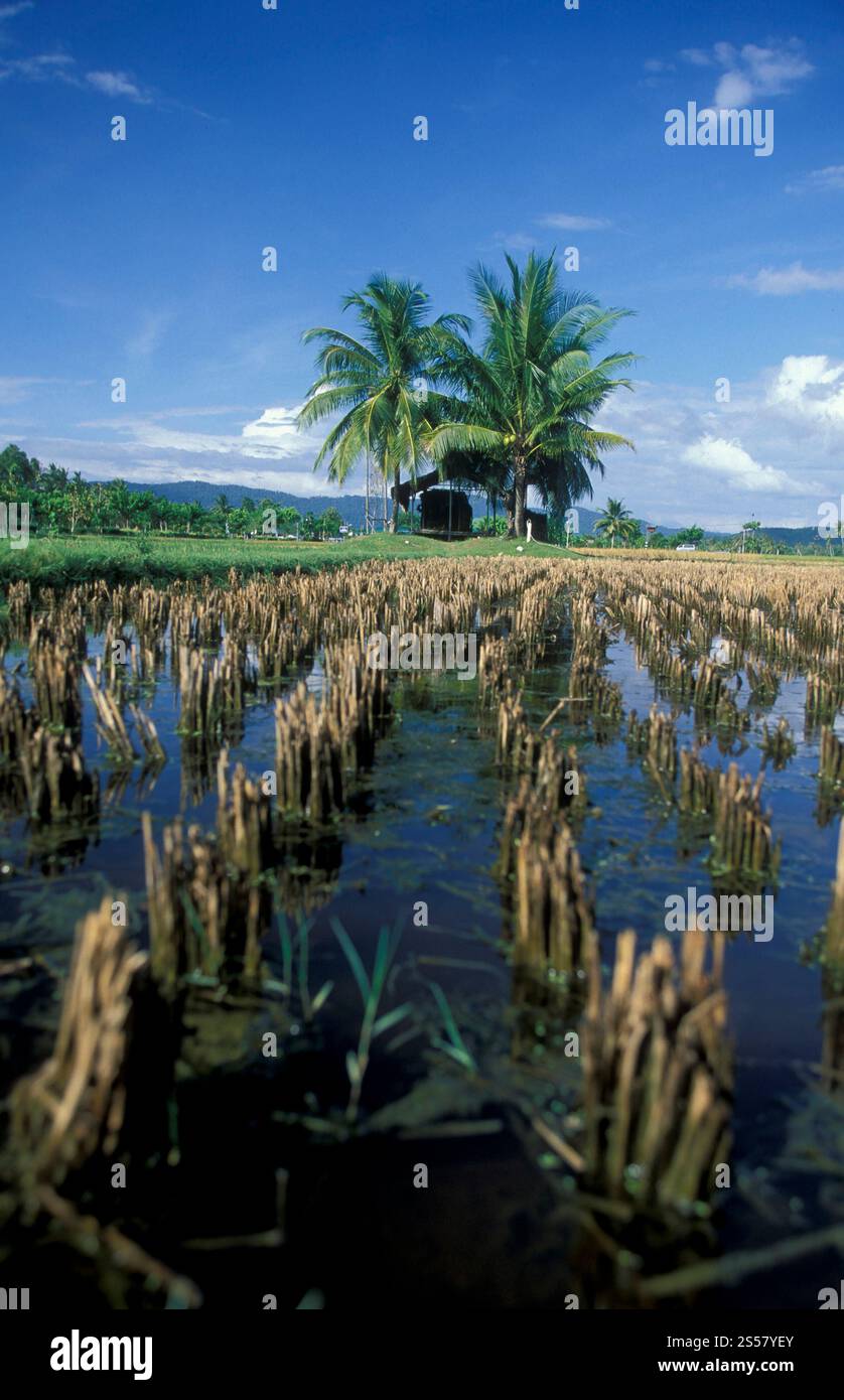 A rice field at the Laman Padi Langkawi Museum at the Town of Kampung ...