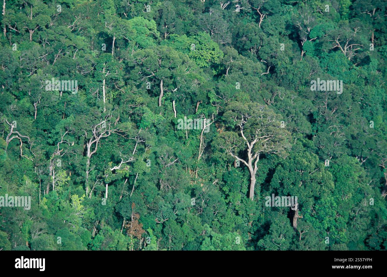 the rainforest and jungle Landscape at the Mountain area of Gunung ...