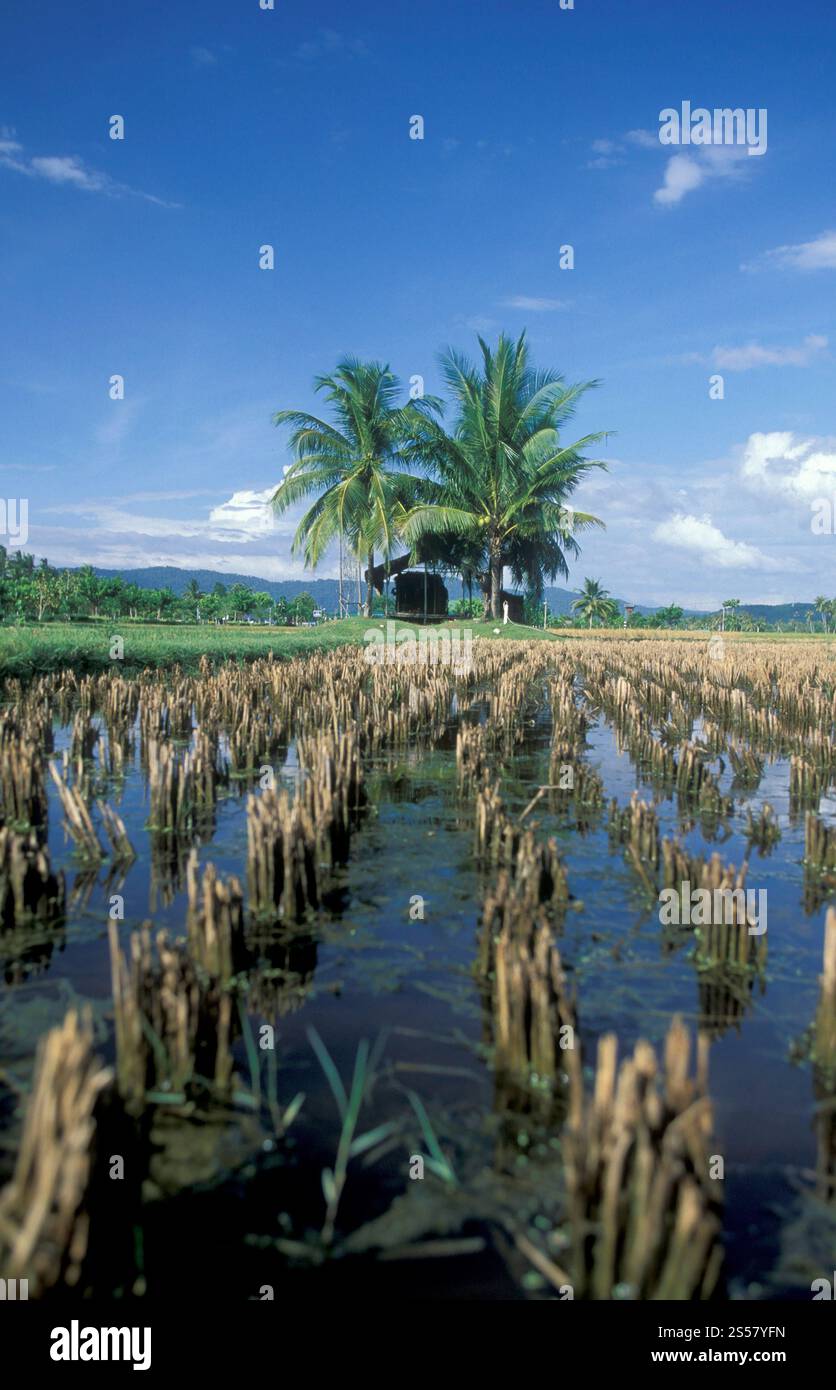 A rice field at the Laman Padi Langkawi Museum at the Town of Kampung ...