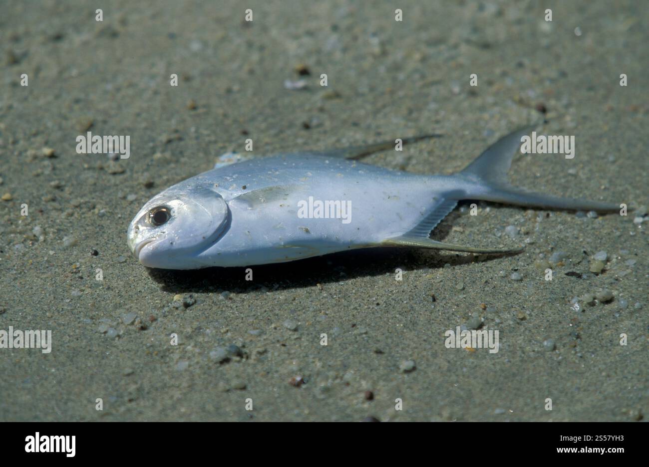 a fish of a fishing men on a beach with Landscape naer Ayer Hangat ...