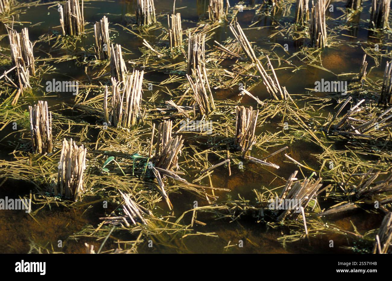 A rice field at the Laman Padi Langkawi Museum at the Town of Kampung ...
