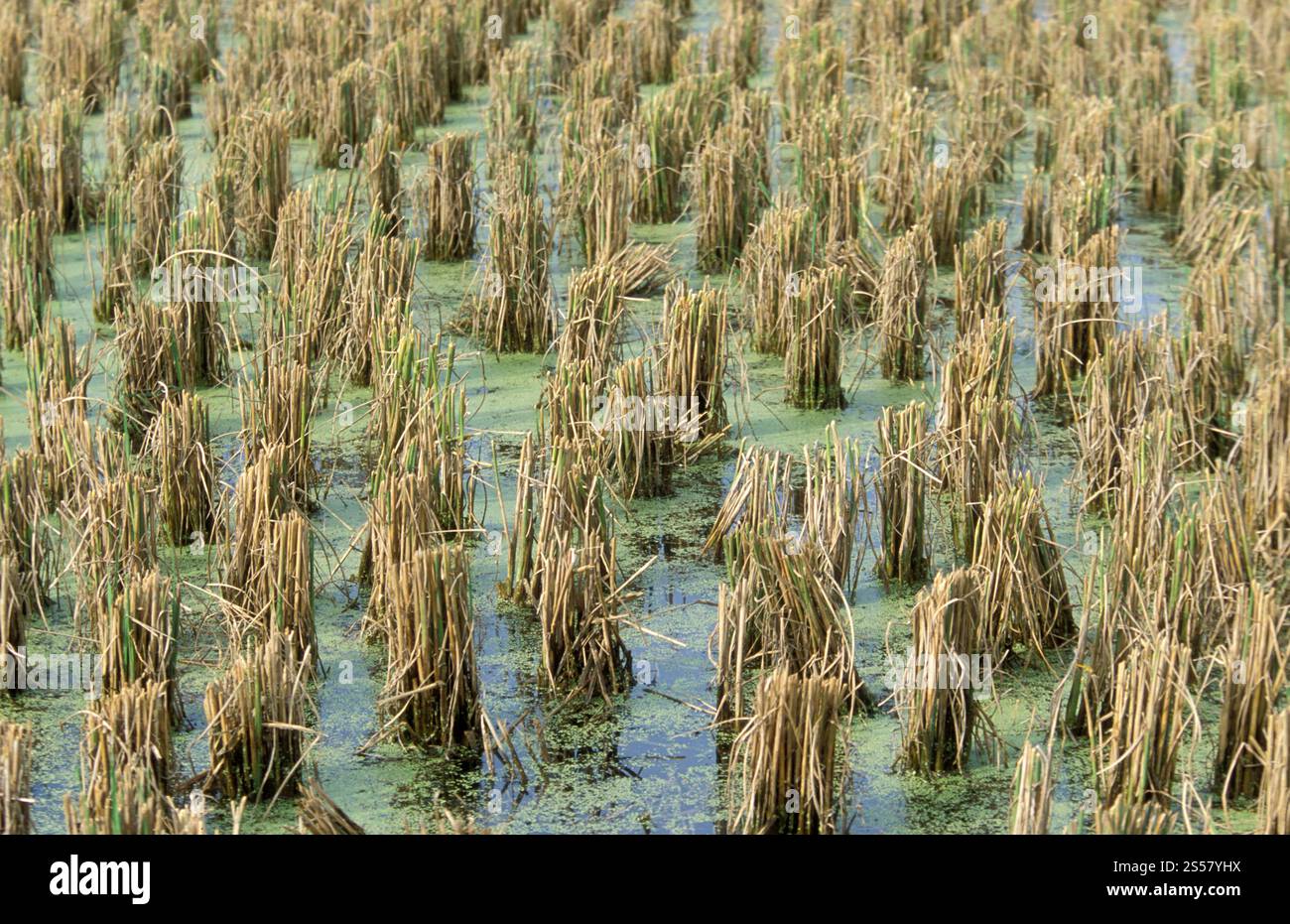 A rice field at the Laman Padi Langkawi Museum at the Town of Kampung ...