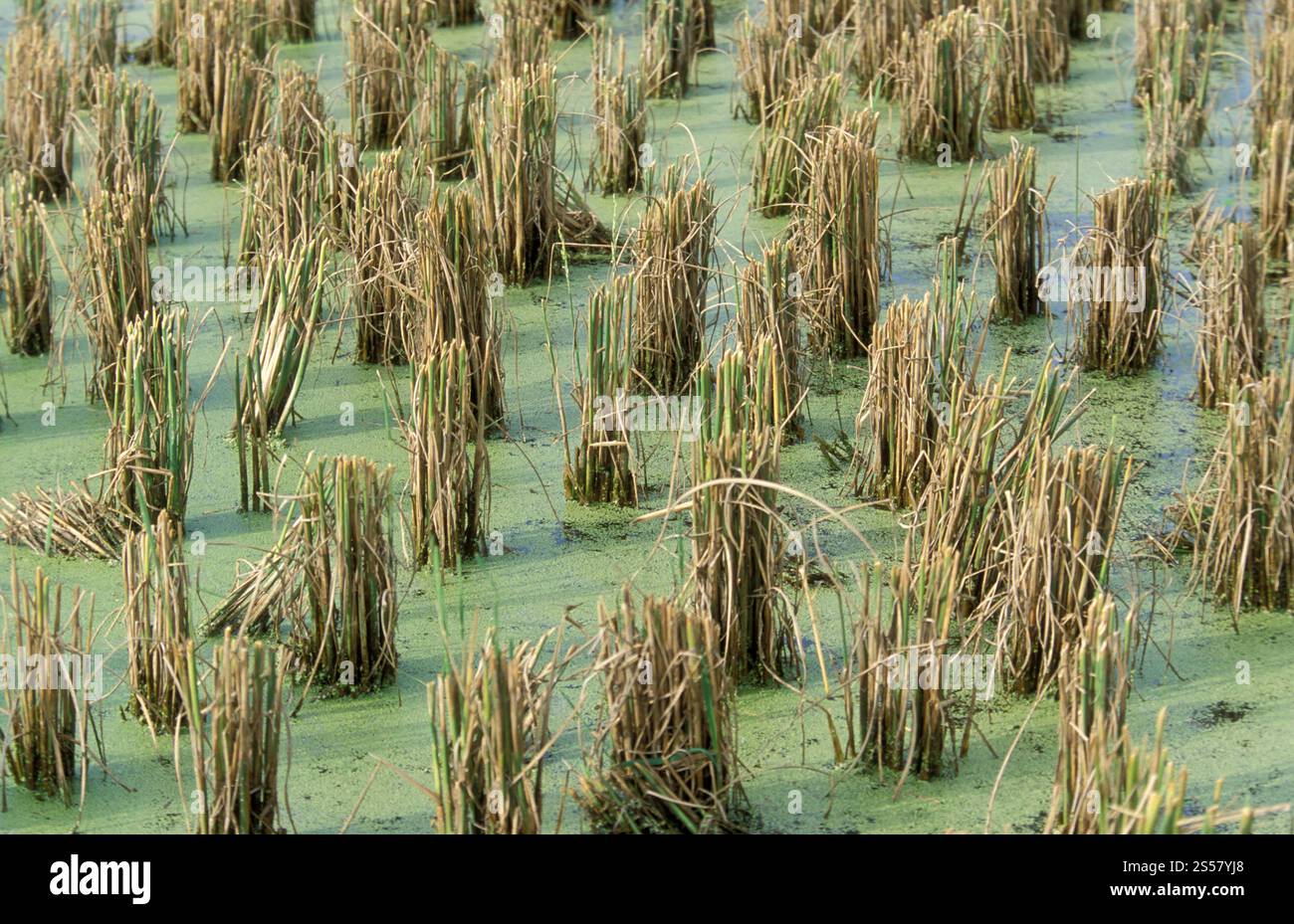 A rice field at the Laman Padi Langkawi Museum at the Town of Kampung ...