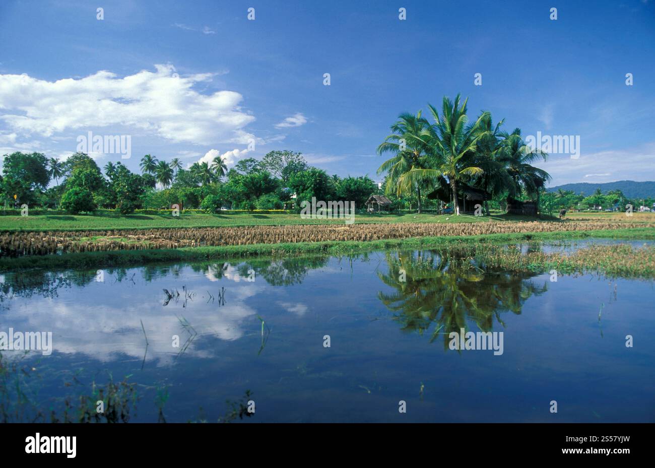 A rice field at the Laman Padi Langkawi Museum at the Town of Kampung ...