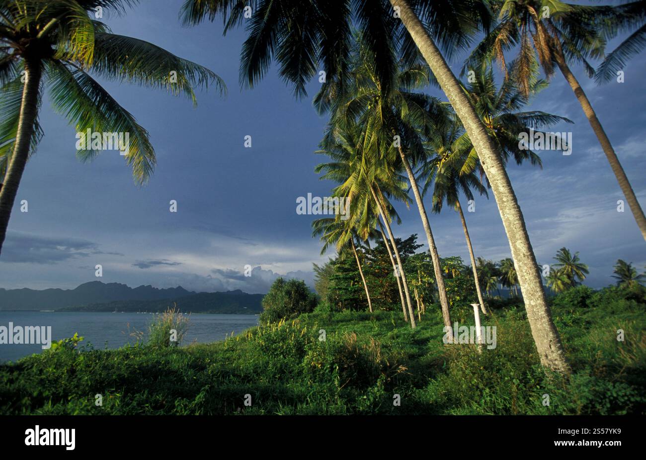 Palmtrees on a beach with Landscape naer Ayer Hangat Village in the ...
