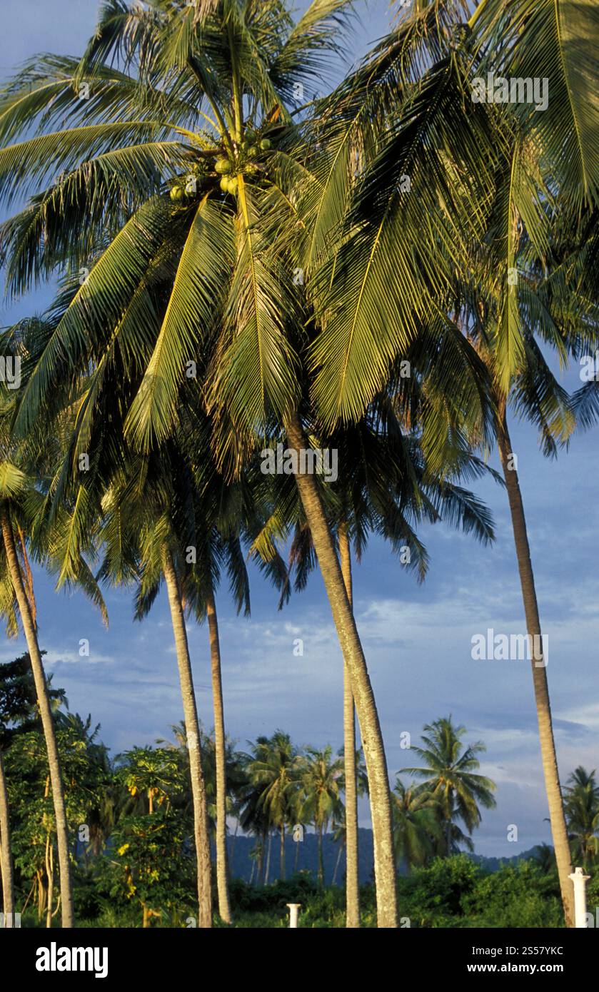 Palmtrees on a beach with Landscape naer Ayer Hangat Village in the ...