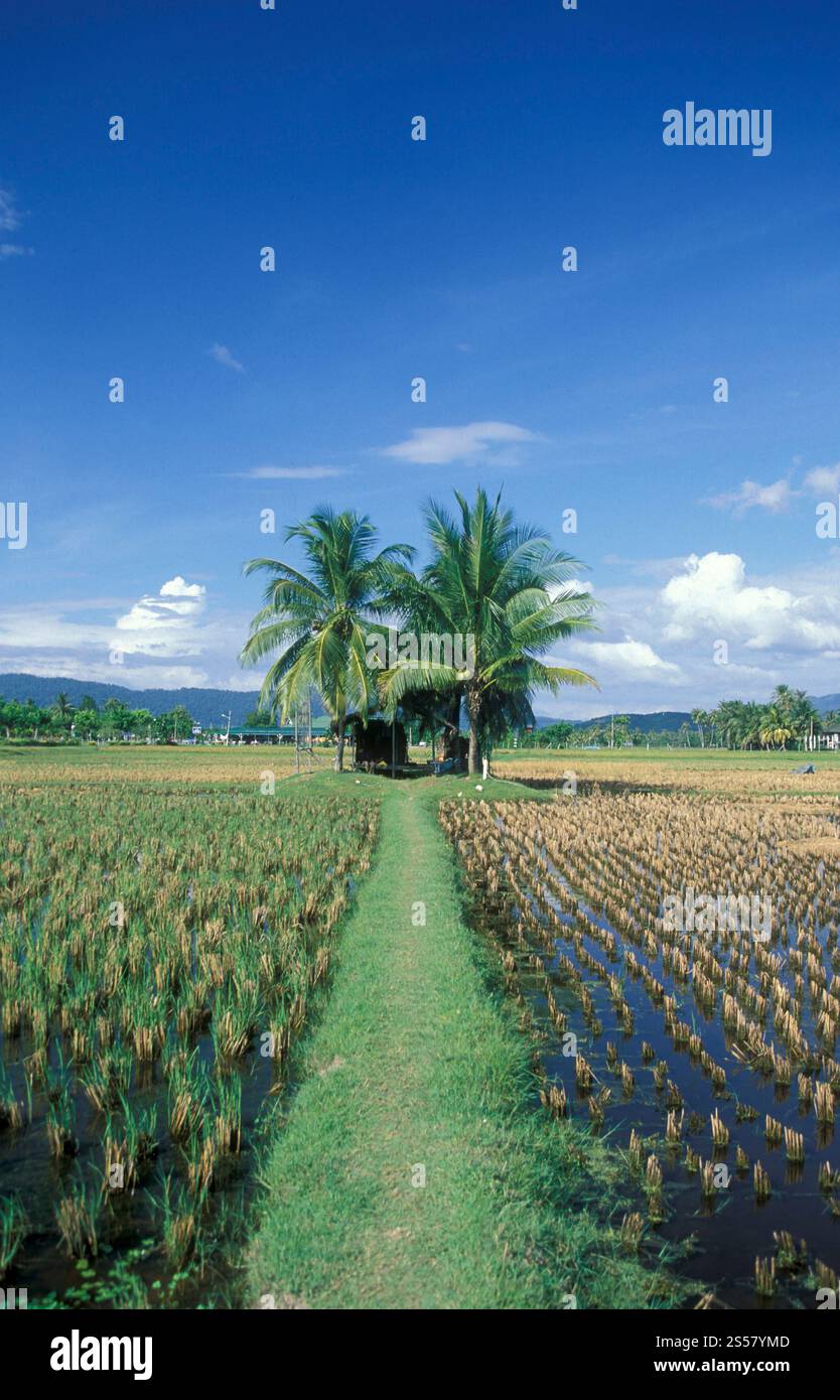 A rice field at the Laman Padi Langkawi Museum at the Town of Kampung ...