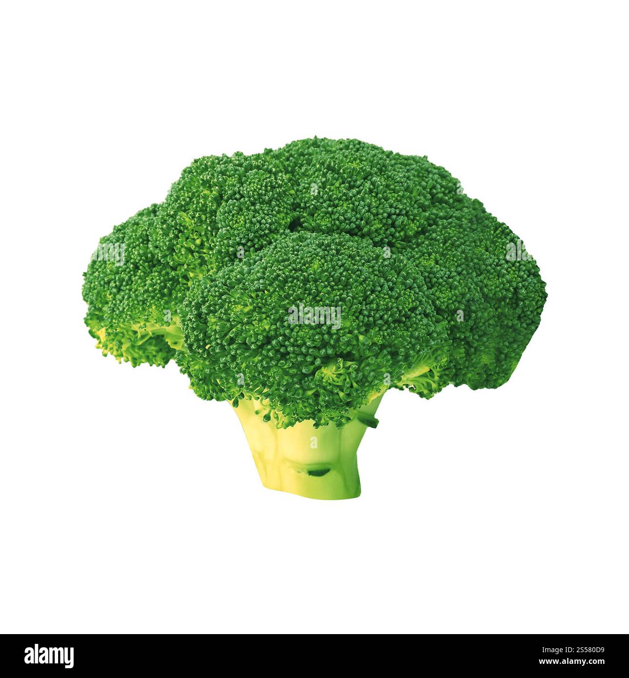 fresh green broccoli isolated on white background. fresh green broccoli ...