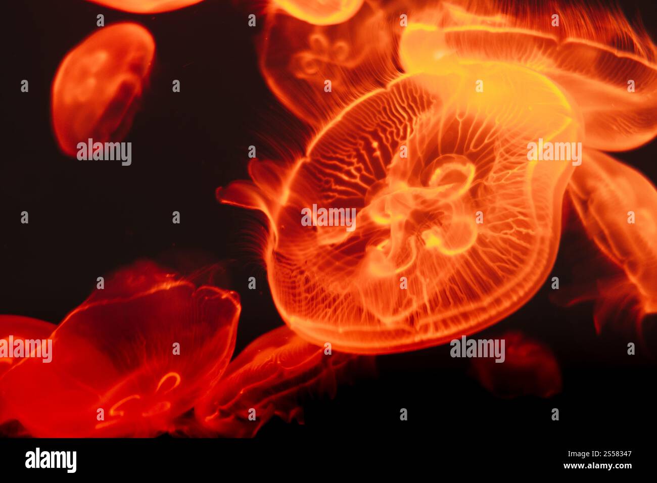 Jellyfish floating in the ocean. Macro view. Jellyfish floating in ...
