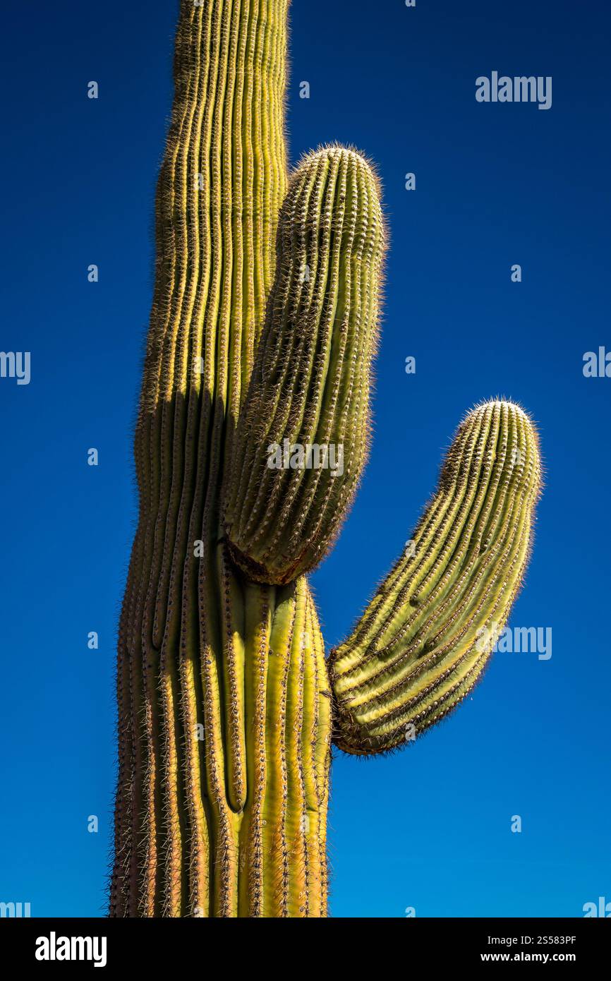 A majestic Saguaro Cactus stands tall under a bright blue sky ...