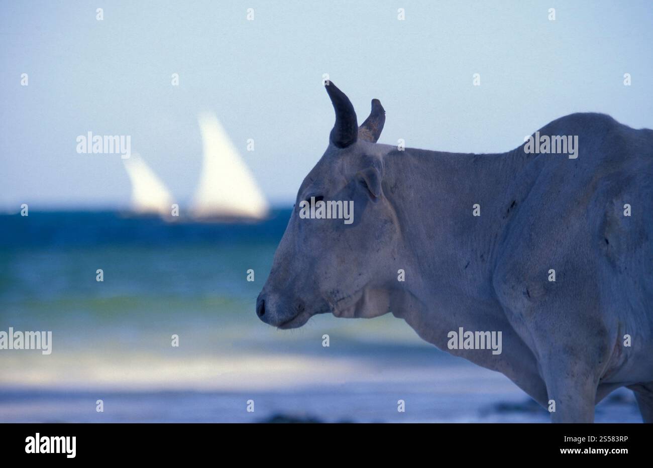 a Ox on a Beach in the Landscape at the East Coast at the Village of ...