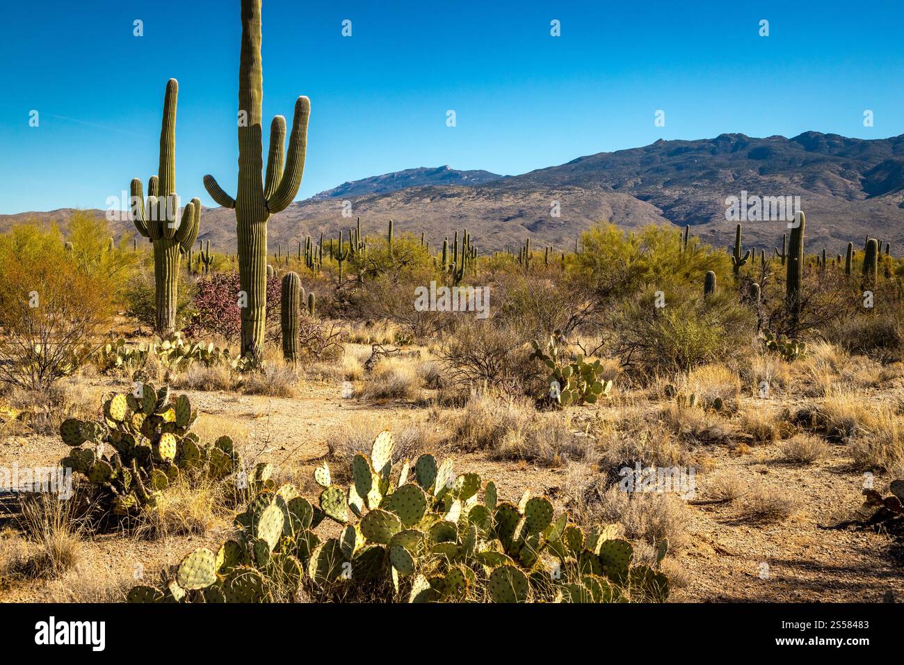 Discover the unique landscape of Saguaro National Park East with its iconic cacti under a ...