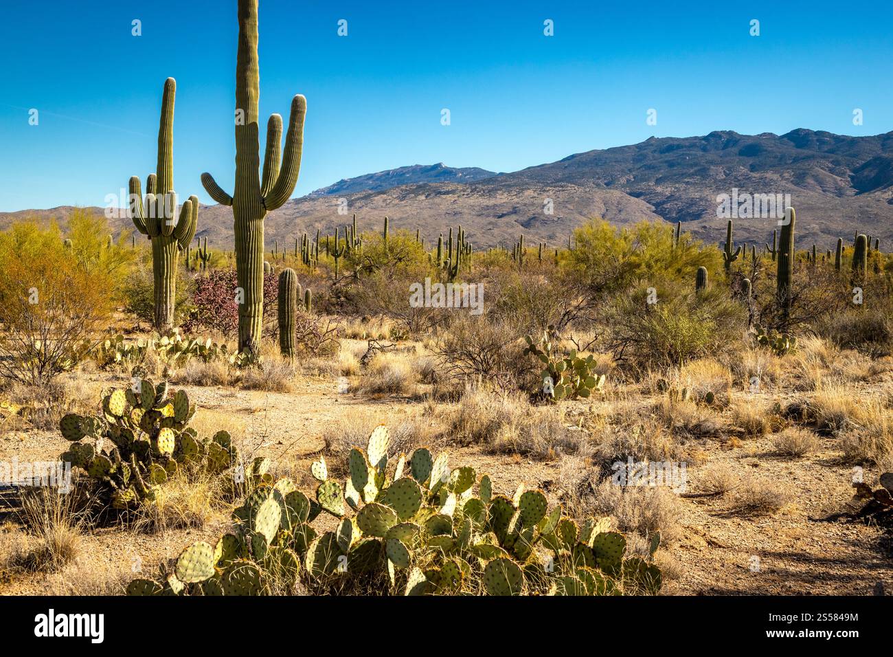 Explore the picturesque landscapes of Saguaro National Park East, featuring tall cacti and ...