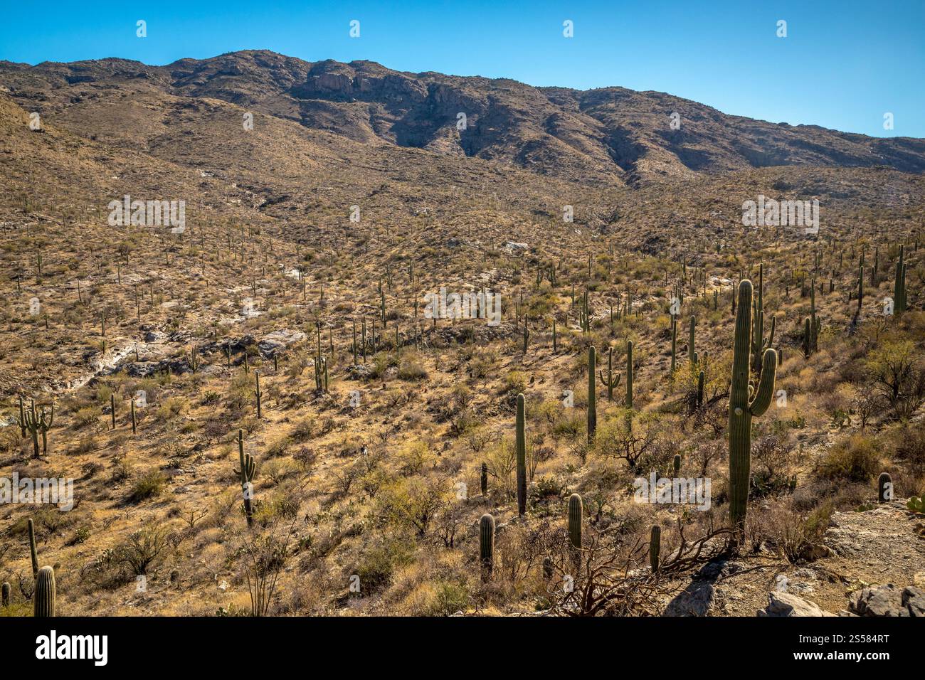 Discover the stunning landscape of Saguaro National Park East, with iconic cacti standing tall ...