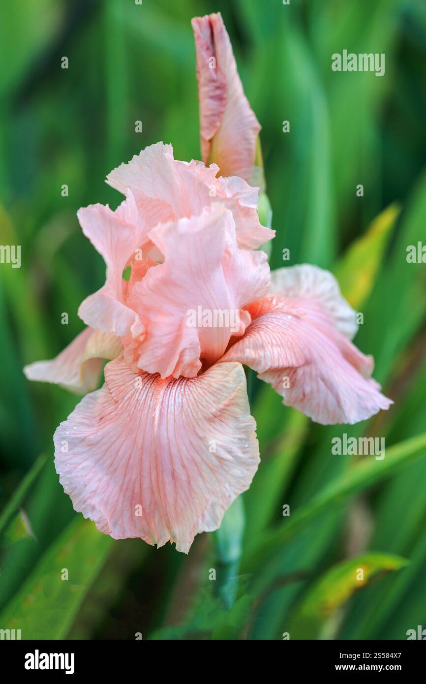 iris flower "Ovation" - Standards (upper petals) and falls (lower ...