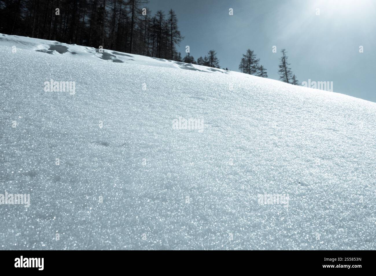 Winter landscape. Snow texture and forest background. Snow texture ...