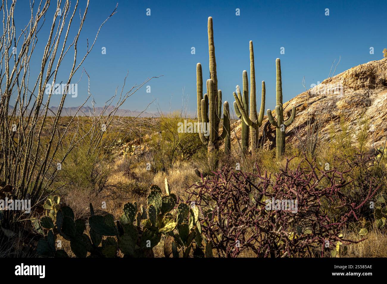 Discover Saguaro National Park's iconic cacti and stunning desert views, perfect for outdoor ...