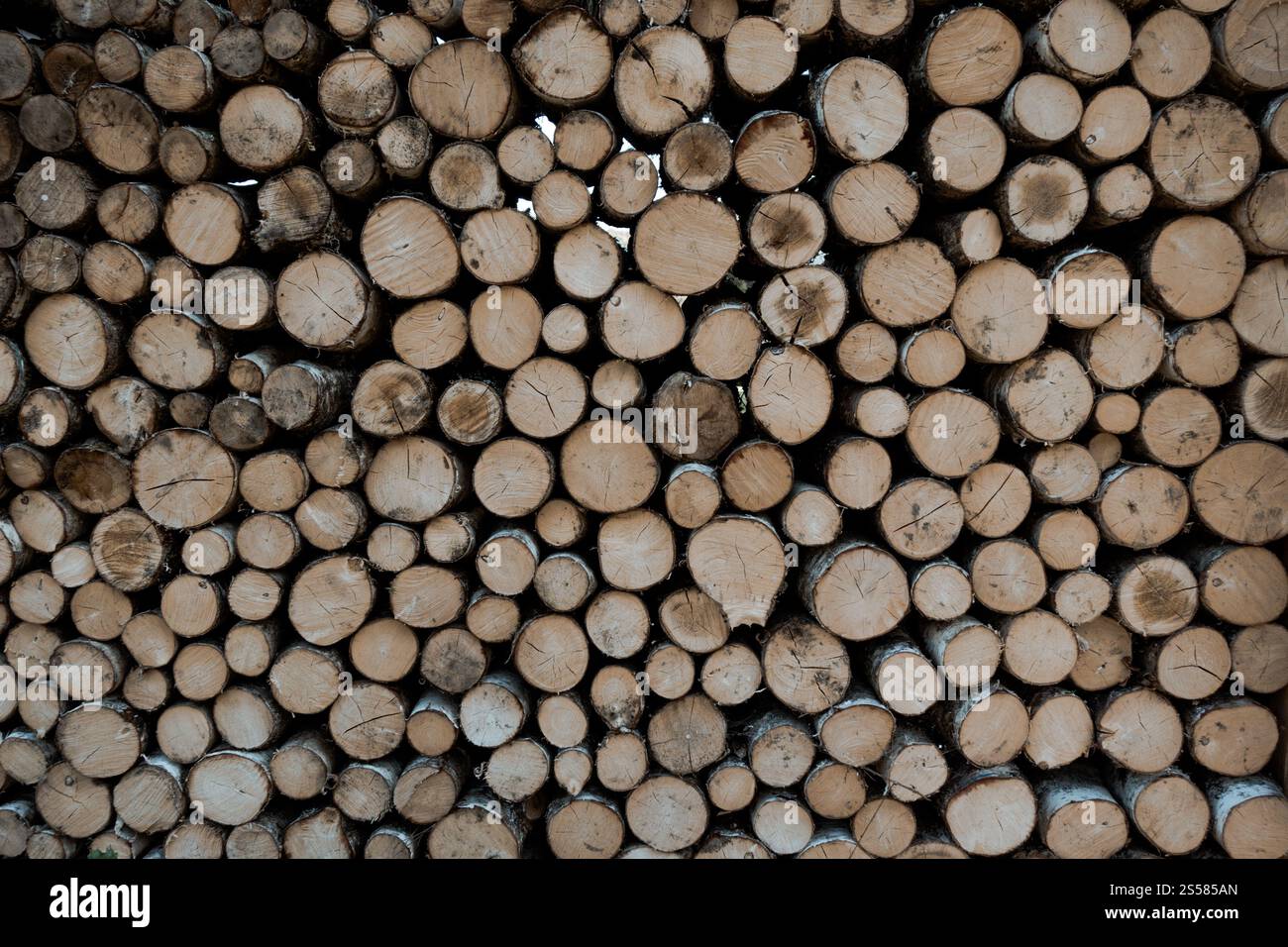 Stack of tree trunks. Texture background wallpaper. Stack of tree ...