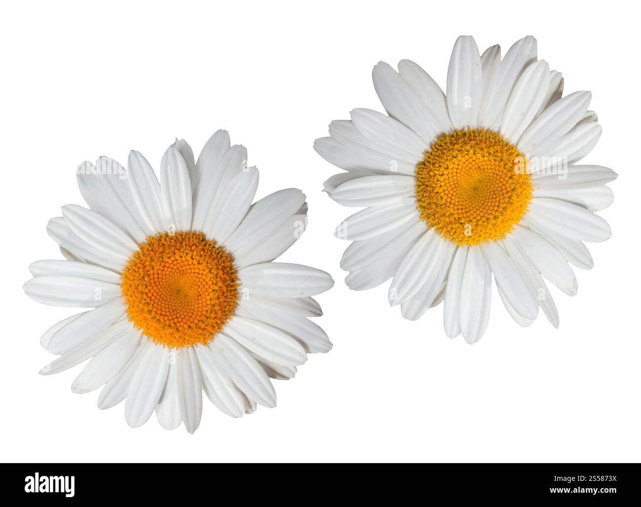 Simple yellow spring flower Cut Out Stock Images & Pictures - Alamy