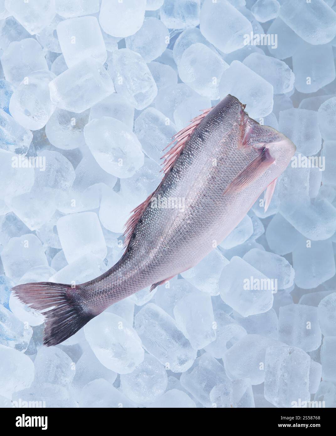 Frozen fish hi-res stock photography and images - Alamy