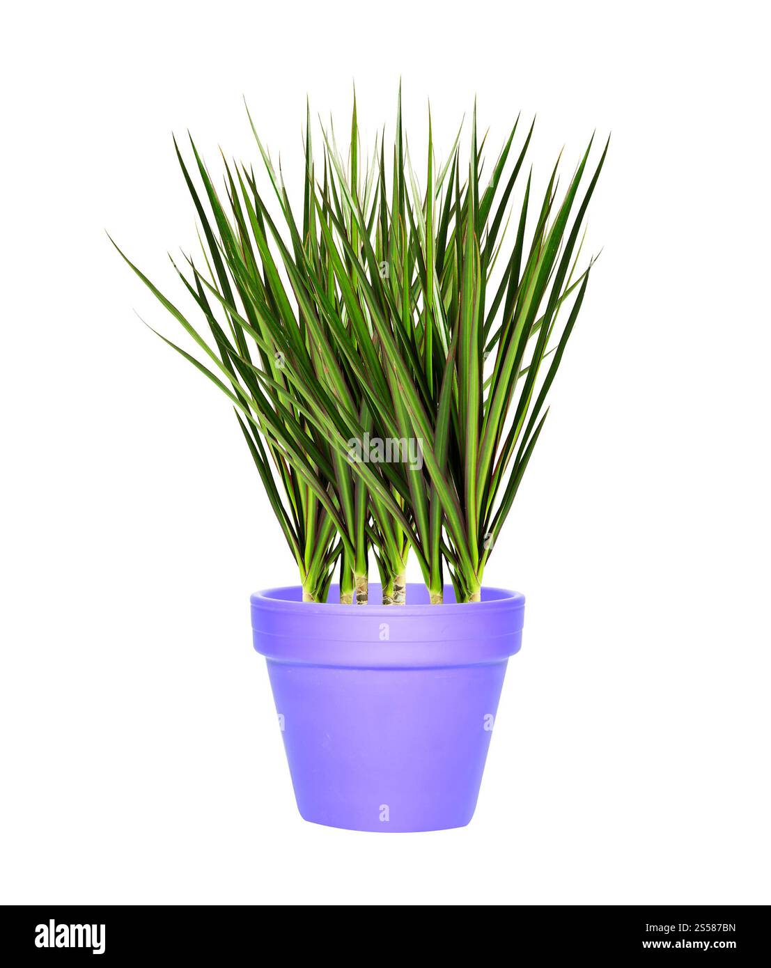 Plant in a white pot Cut Out Stock Images & Pictures - Alamy