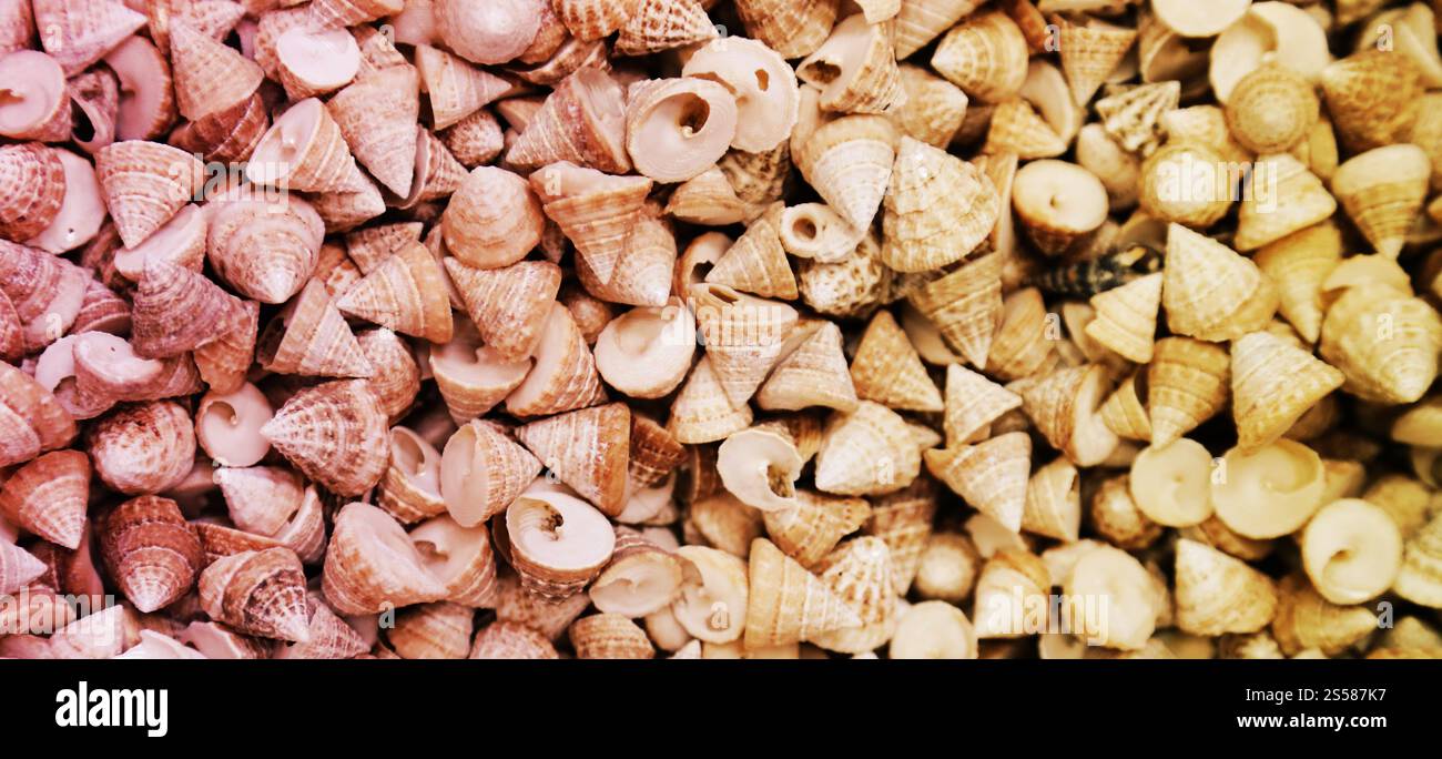 Many scallop shells hi-res stock photography and images - Alamy