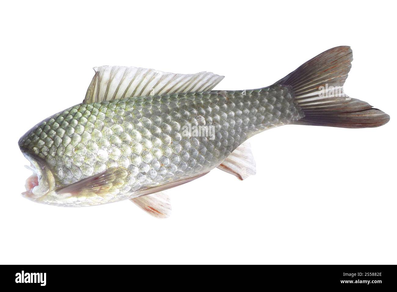 fish without head on a white background Stock Photo - Alamy