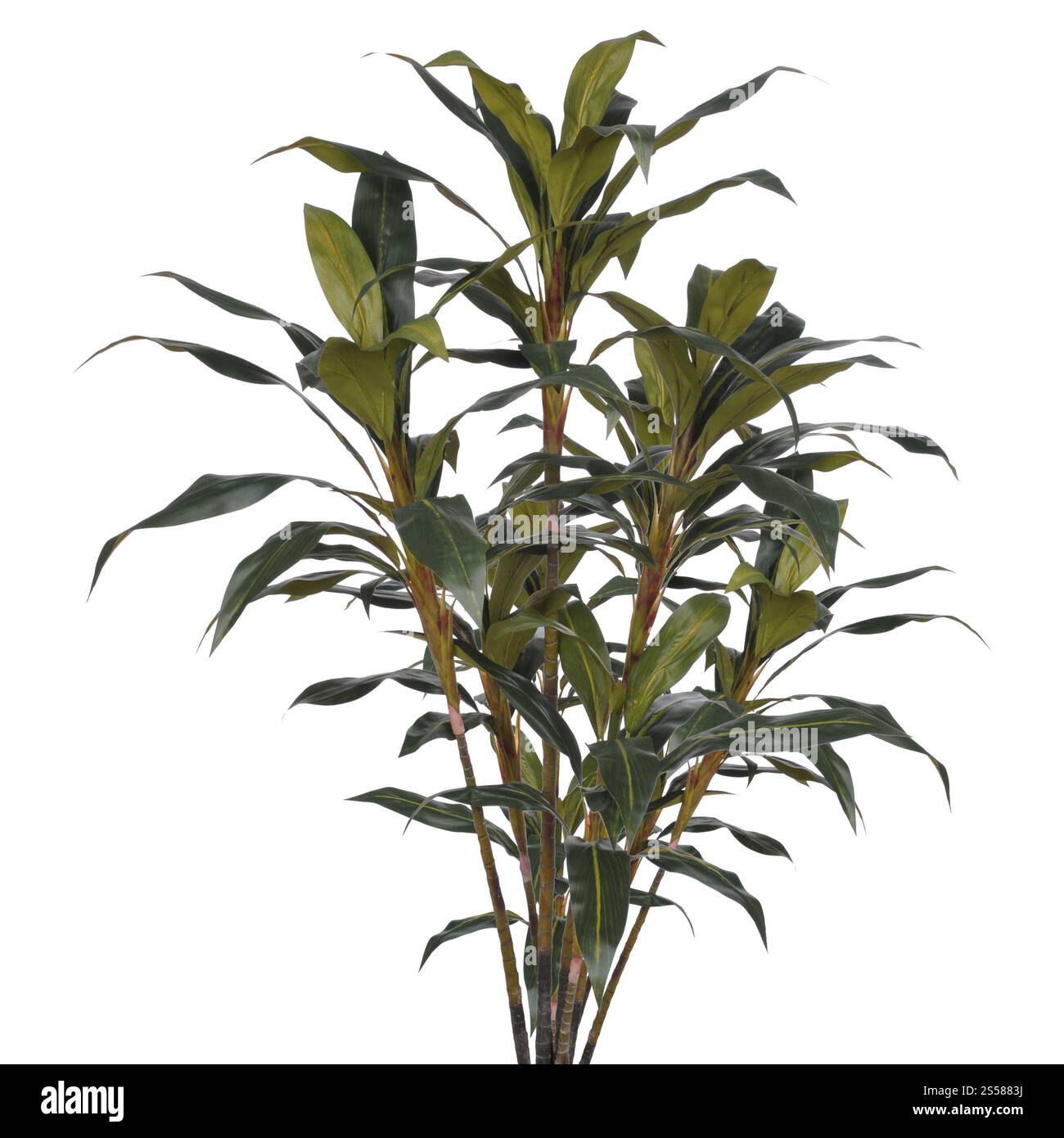 Small white flowers evergreen Cut Out Stock Images & Pictures - Alamy