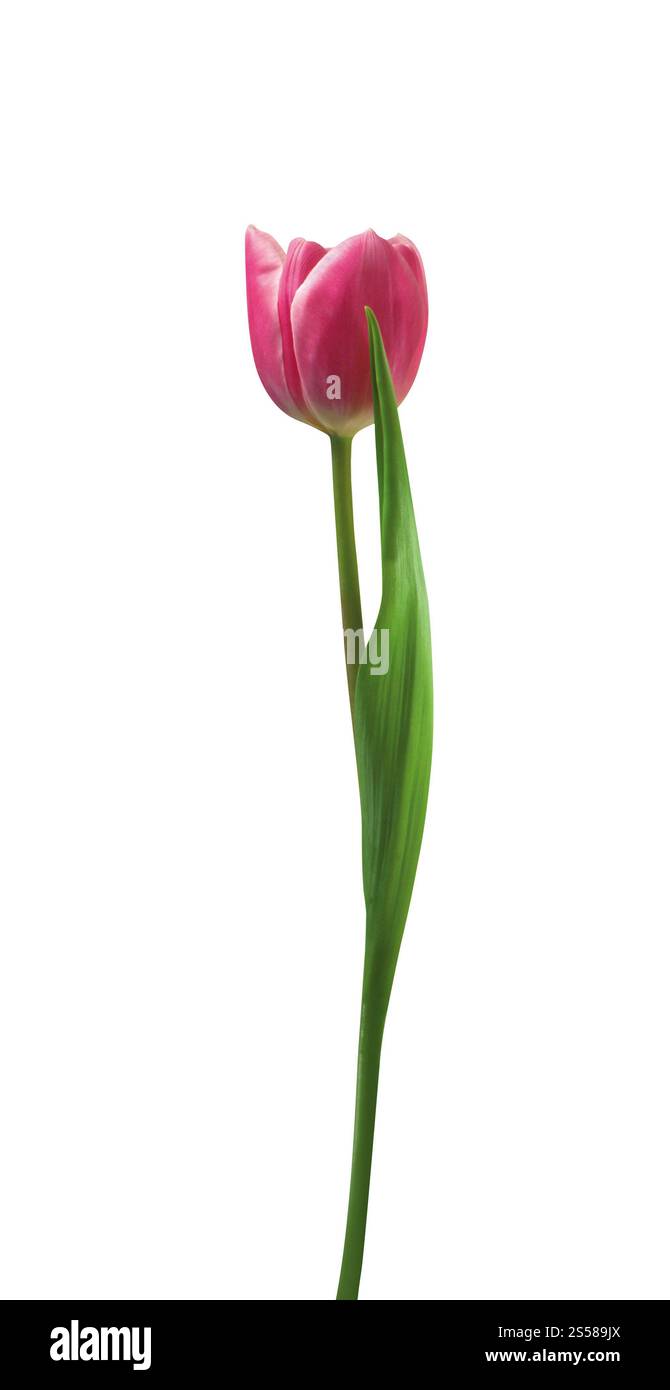 Spring flower isolated on white Stock Photo - Alamy