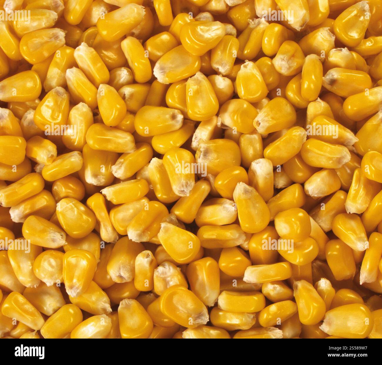 whole corn seeds Stock Photo - Alamy