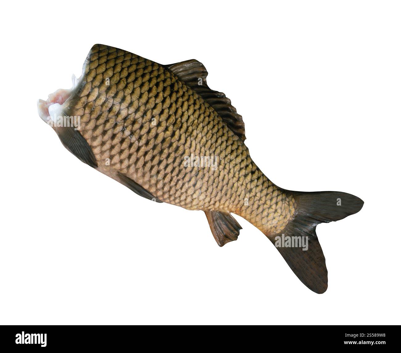 Eating fresh fish Cut Out Stock Images & Pictures - Alamy