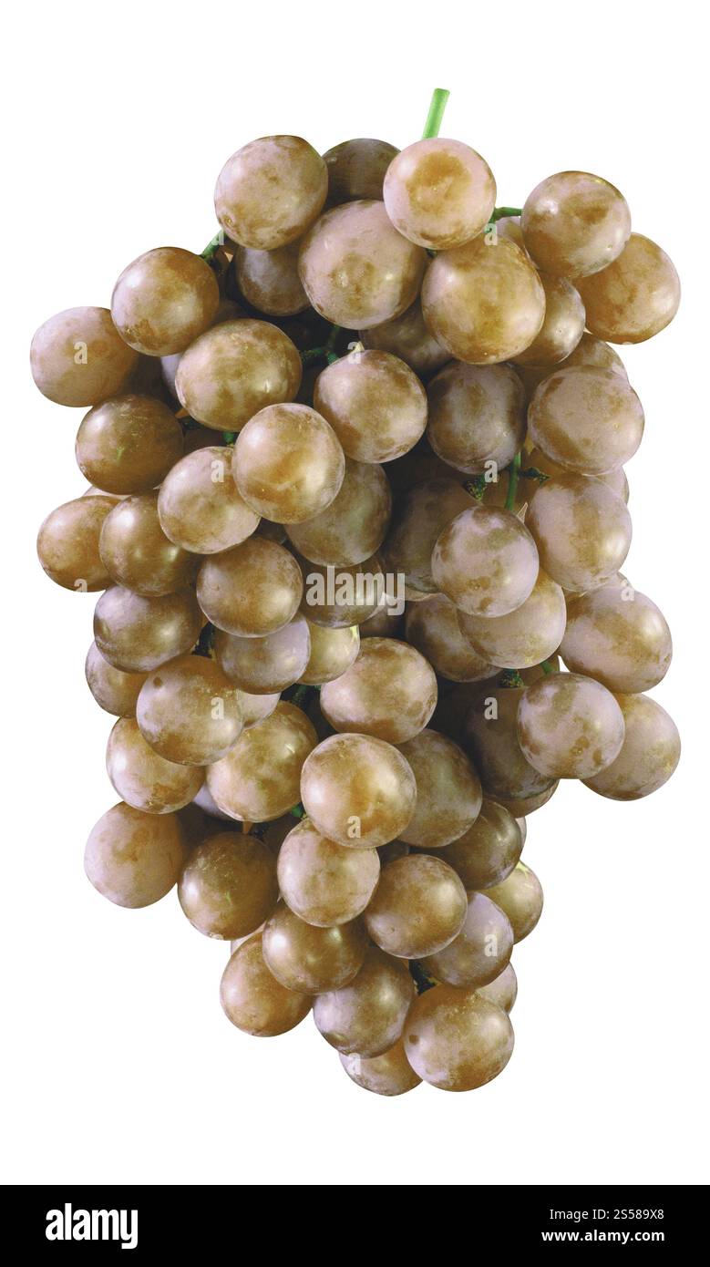 Wine grapes table grapes Cut Out Stock Images & Pictures - Alamy
