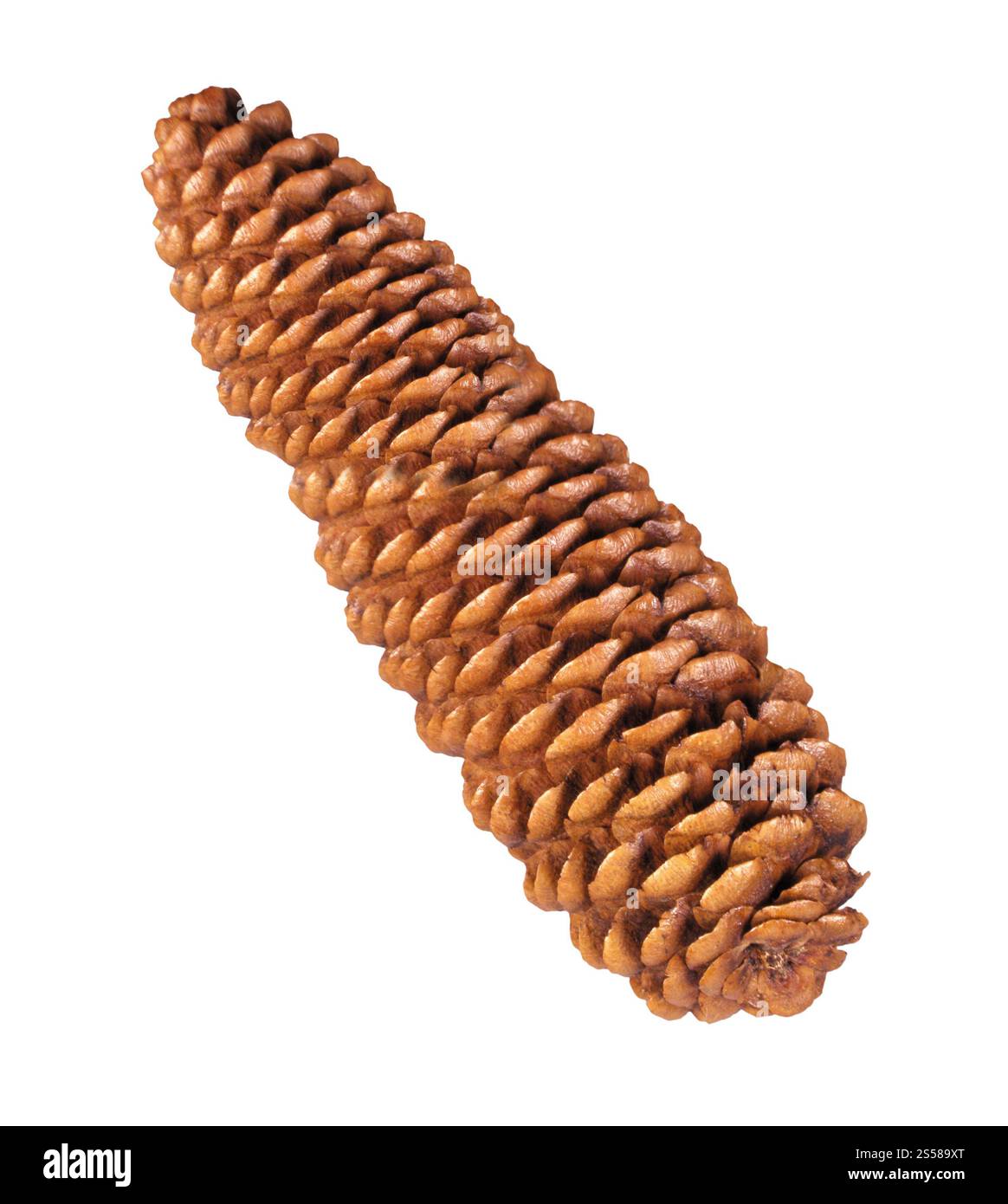Big leaf cone hi-res stock photography and images - Alamy