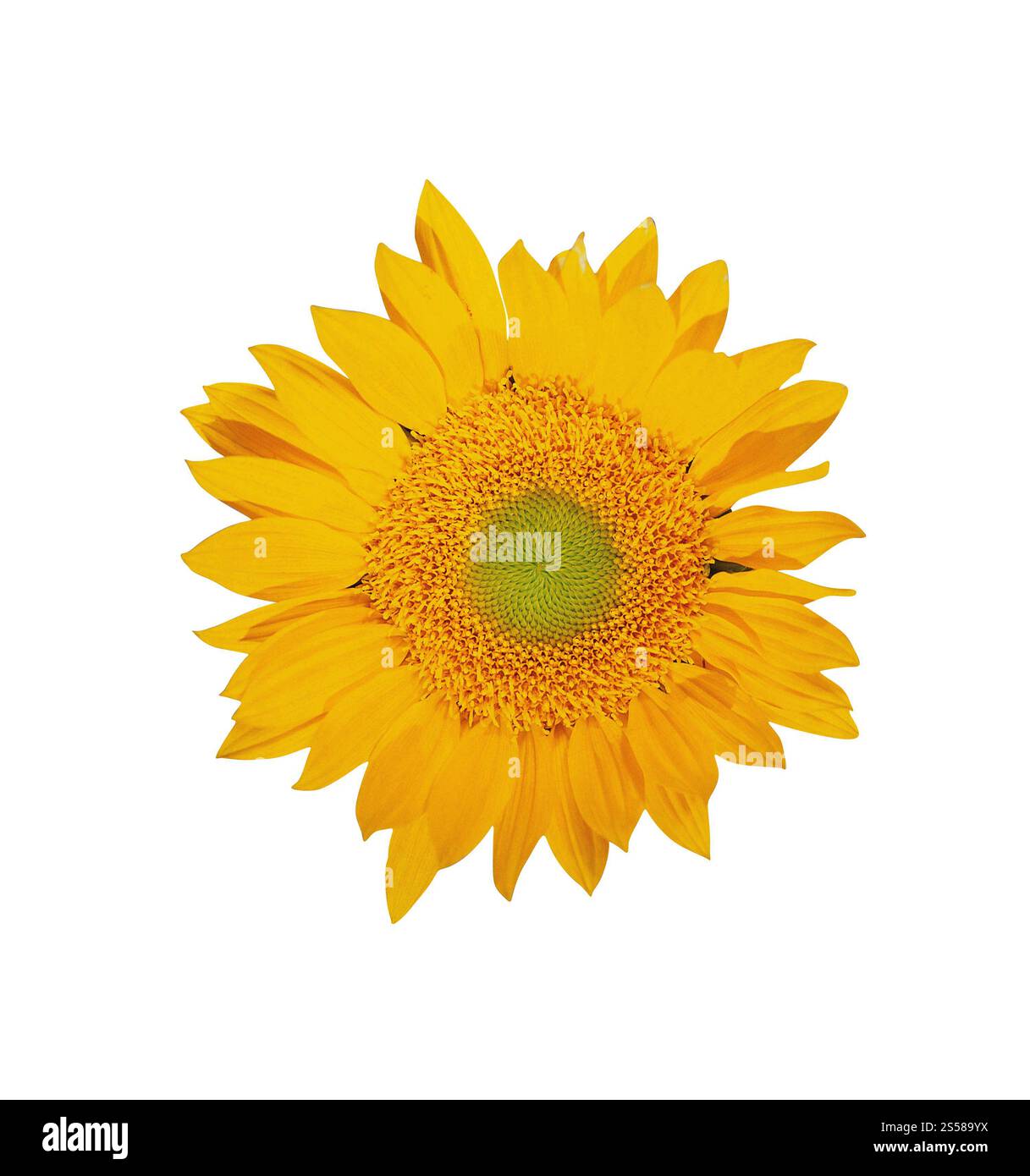 Big leaf one hi-res stock photography and images - Alamy